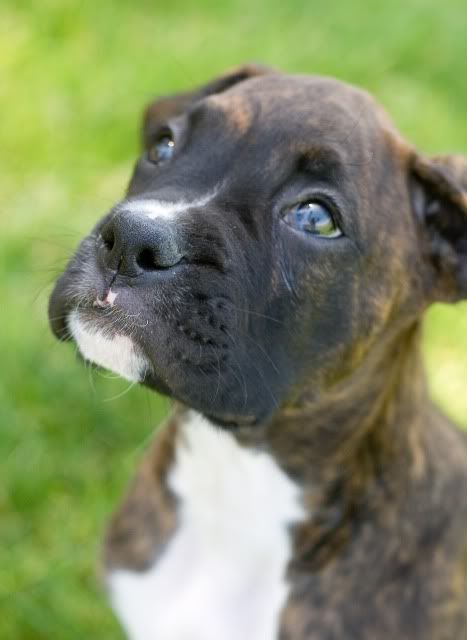 10 week old boxer puppy | The Photography Forum