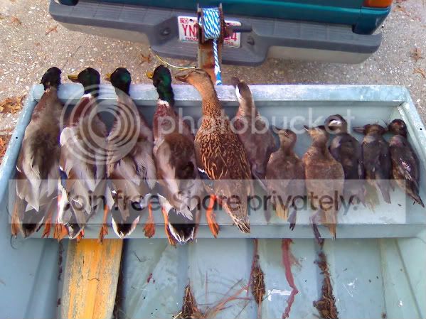Wilmington Duckhunters | Duck Hunting Forum