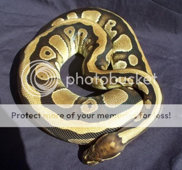 Full Unbroken Stripe 'Normal' Royal Python - Cash Waiting! | Reptile Forums