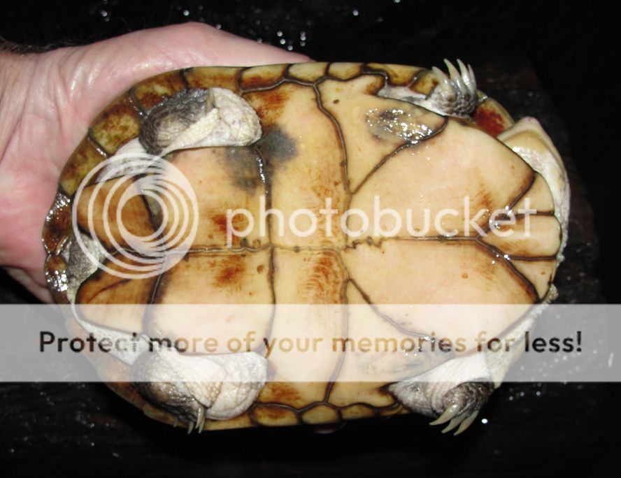 African Side-neck turtles.. | FaunaClassifieds