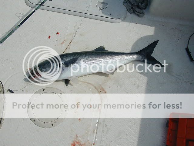 The Hull Truth - Boating and Fishing Forum - Show your "messy" boat pics!