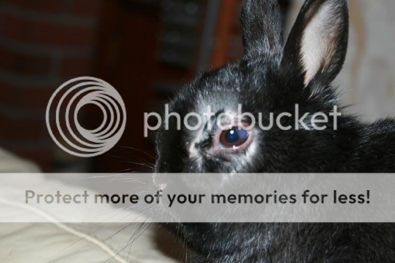 Cloudy eye, worrying about what it could be. | Rabbits United