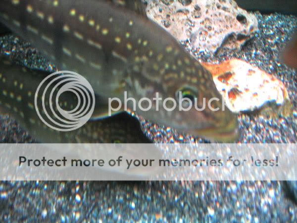 Temensis update :mar7/06 | MonsterFishKeepers.com