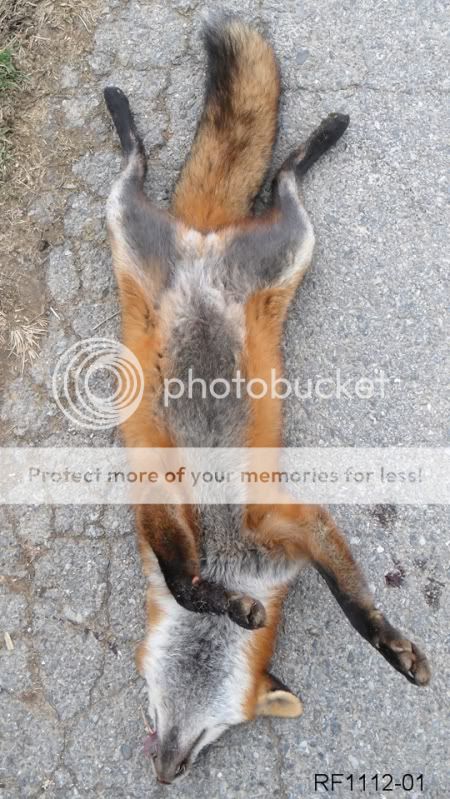 1 ugly fox, 1 incredible fox | The HuntingPA.com Outdoor Community