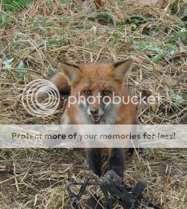 1 ugly fox, 1 incredible fox | The HuntingPA.com Outdoor Community