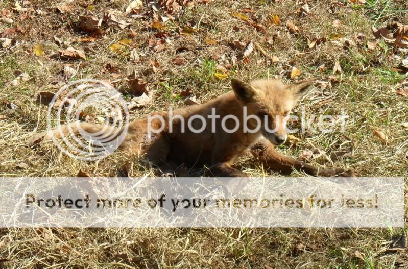 1 ugly fox, 1 incredible fox - The HuntingPA.com Outdoor Community