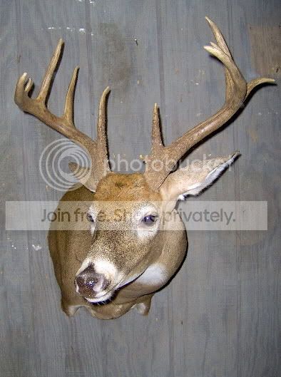Deer shoulder mounts ( maker and models) | The HuntingPA.com Outdoor ...