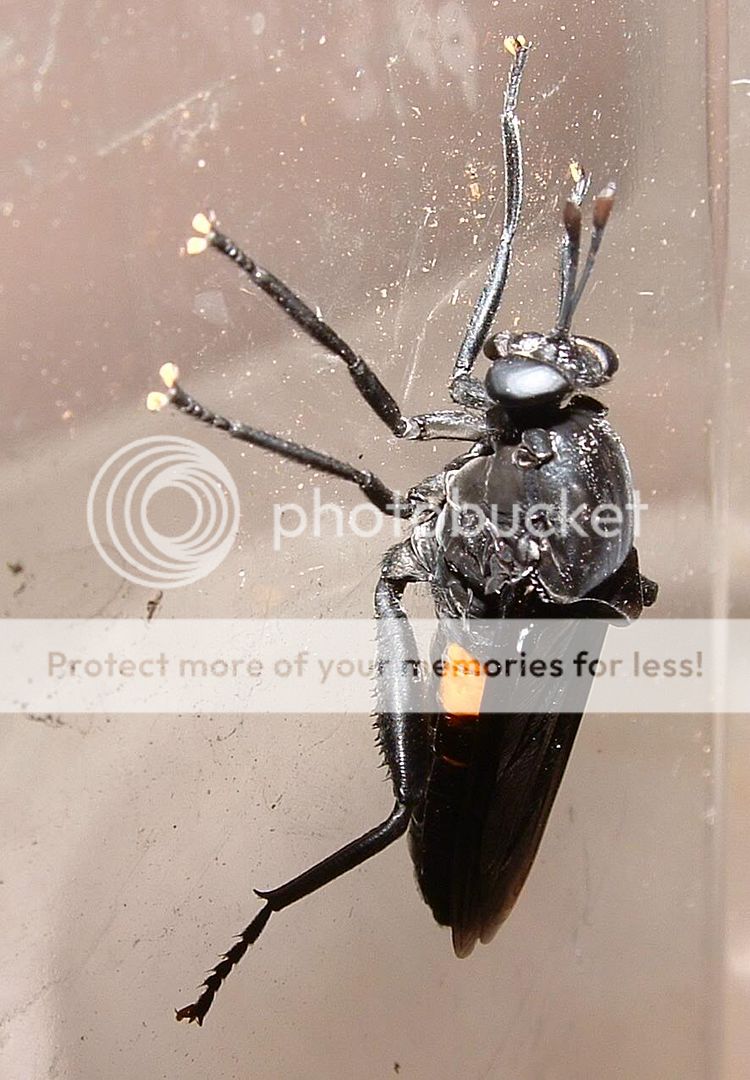 Big black flying bug!