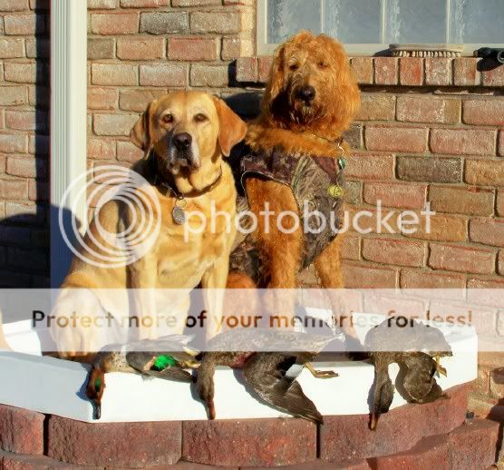 hunting labradoodles | Page 2 | Labradoodle Forums