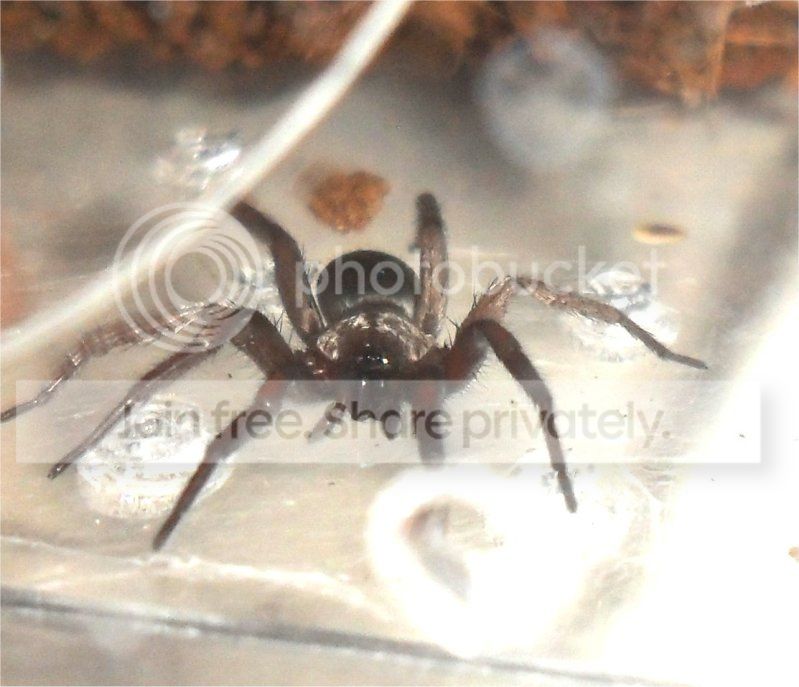 Washington house spider... Need ID? | Arachnoboards