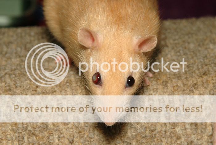 Cataract? | The Rat Shack - Pet Rat Forum