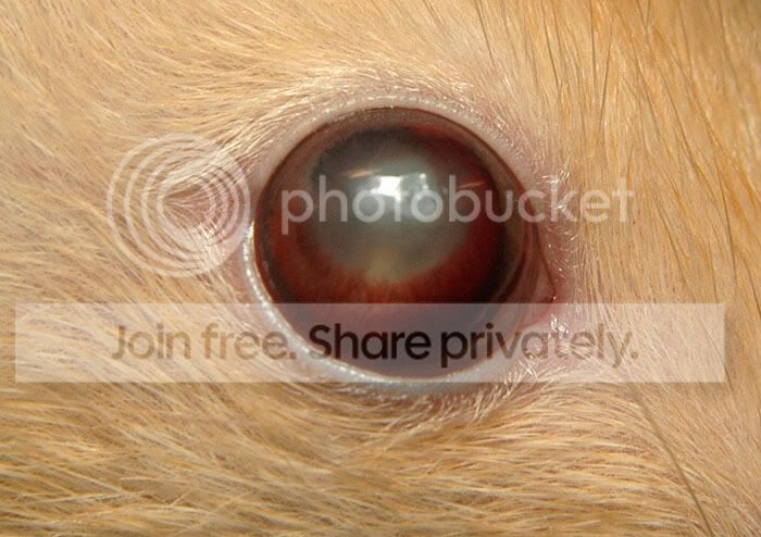 Cataract? | The Rat Shack - Pet Rat Forum
