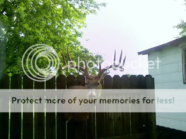 Monster 10 Pointer DOWN!!! | Page 6 | Archery Talk Forum