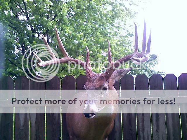 Monster 10 Pointer DOWN!!! | Page 6 | Archery Talk Forum