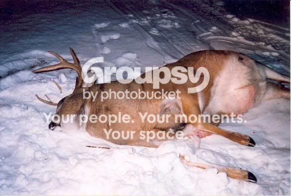 Strange "bloated" buck from WI | Archery Talk Forum