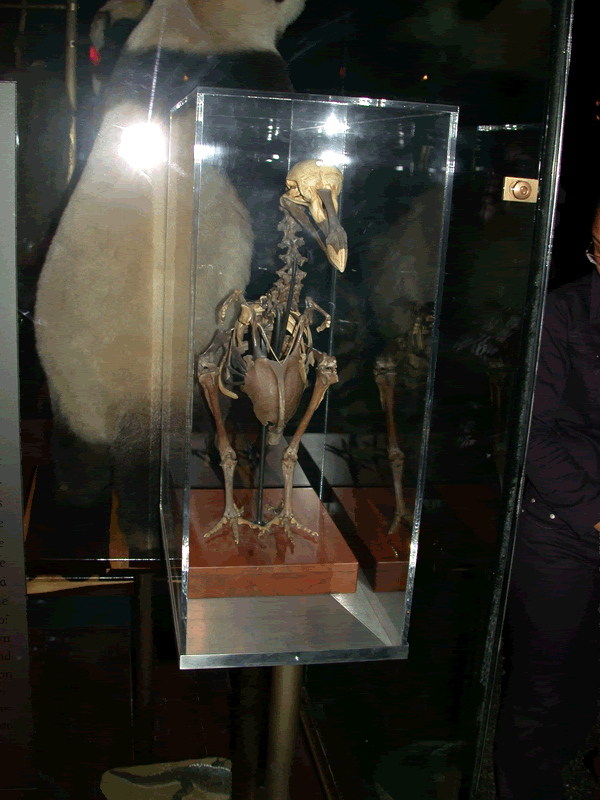 Preserved Dodo remains discovered - The Technodrome Forums
