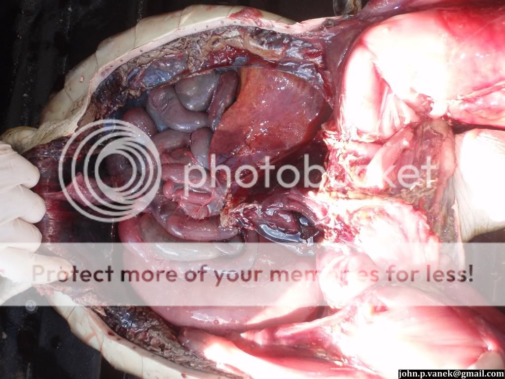 Sea Turtle Necropsy - Field Herp Forum
