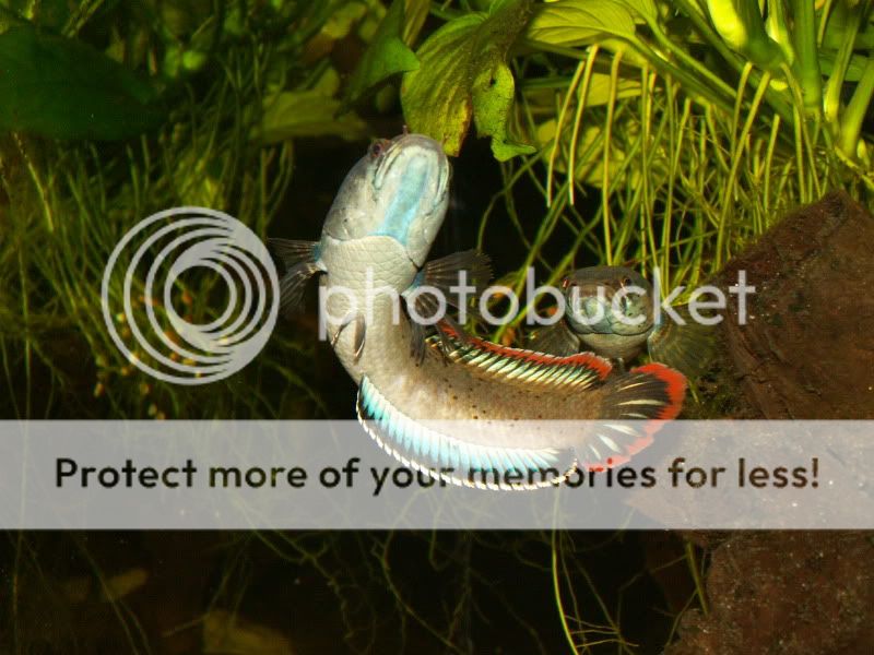 Channa sp "Redfin" | MonsterFishKeepers.com