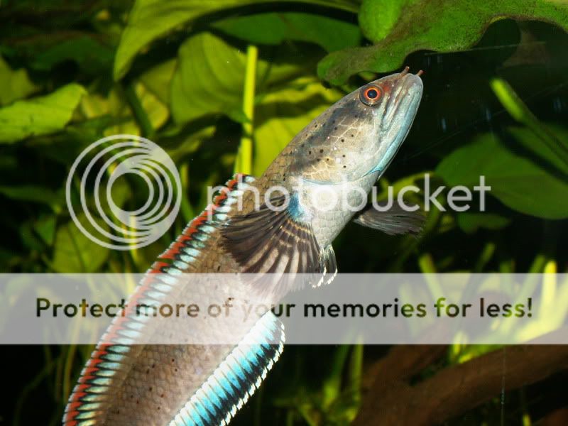 Channa sp "Redfin" | MonsterFishKeepers.com