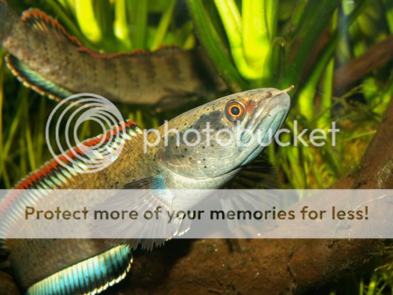 Channa sp "Redfin" | MonsterFishKeepers.com