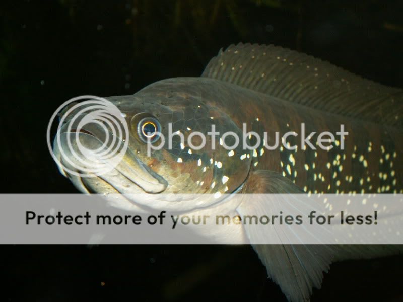 snakehead photo gallery -- post your snakehead pictures here ...