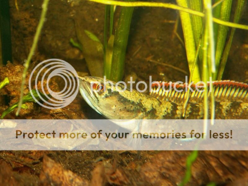 snakehead photo gallery -- post your snakehead pictures here ...