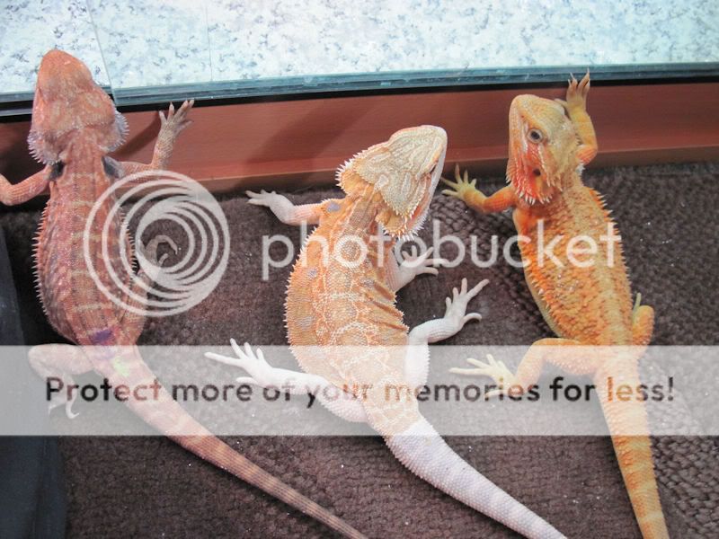 Through The Fire Bearded Dragons :) | Reptile Forums