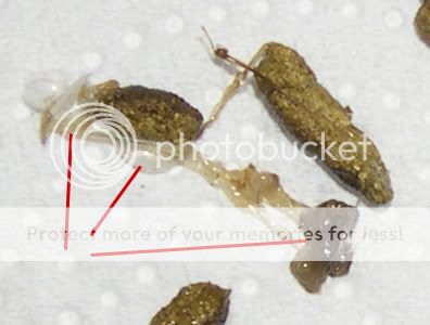 Has anyone ever seen mucus in their female pig's droppings? - Page 2 ...