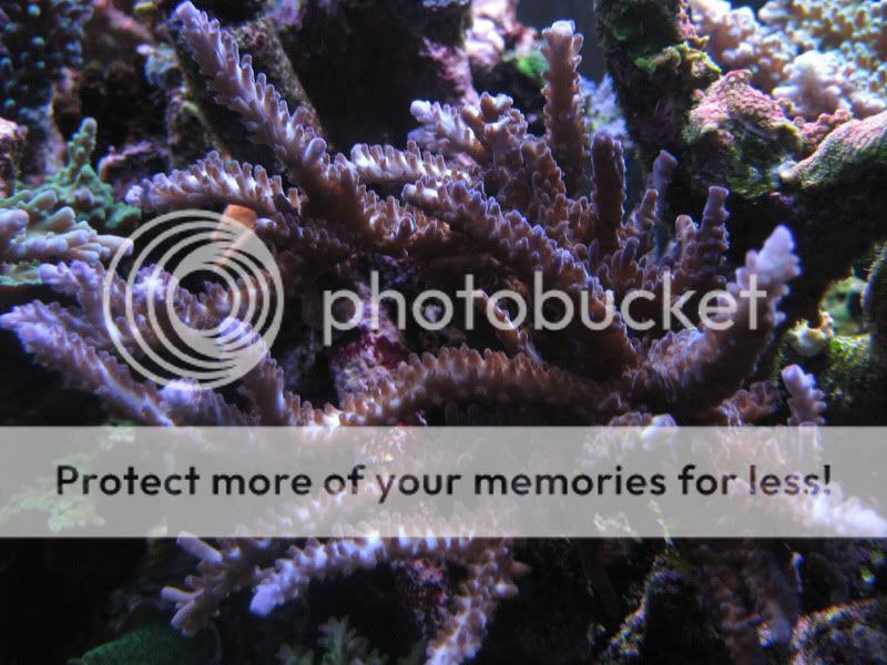 ORA Miami Orchid! show me!! - Reef Central Online Community