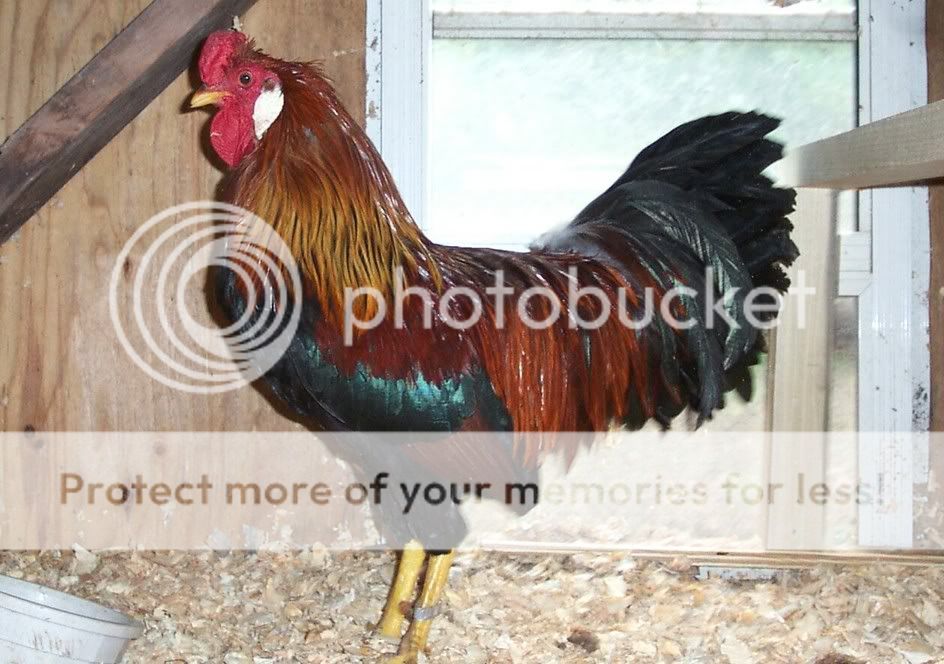 rose comb brown leghorns | BackYard Chickens - Learn How to Raise Chickens