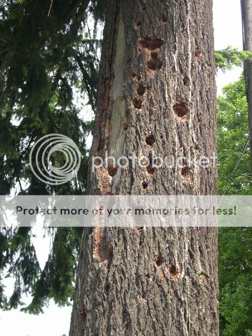 Da Puka Tree | A Mānoa Girl's Bloggie