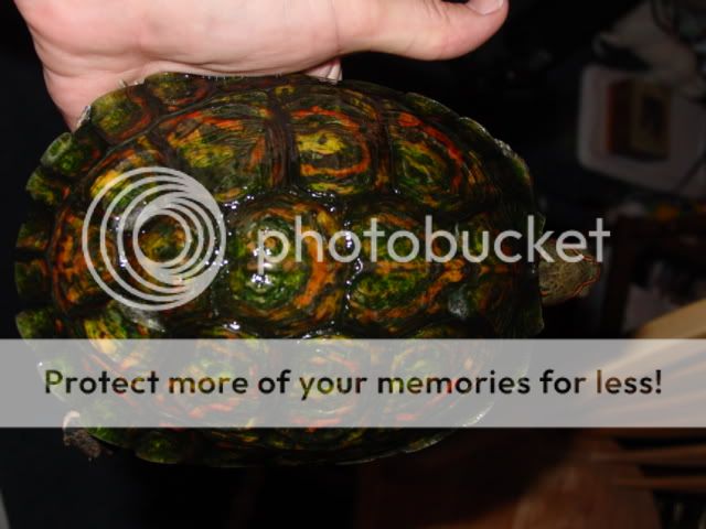 Dan Berger answers about Leo's shell scar! - The Technodrome Forums