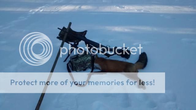 Canadian Trappers Talk Forum • View topic - Fox calling-----i should ...