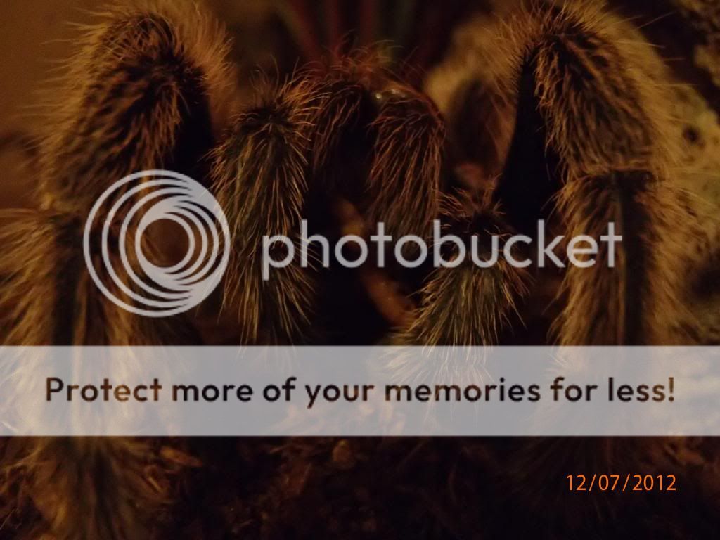 Rose Hair Grooming? | Tarantula Forum