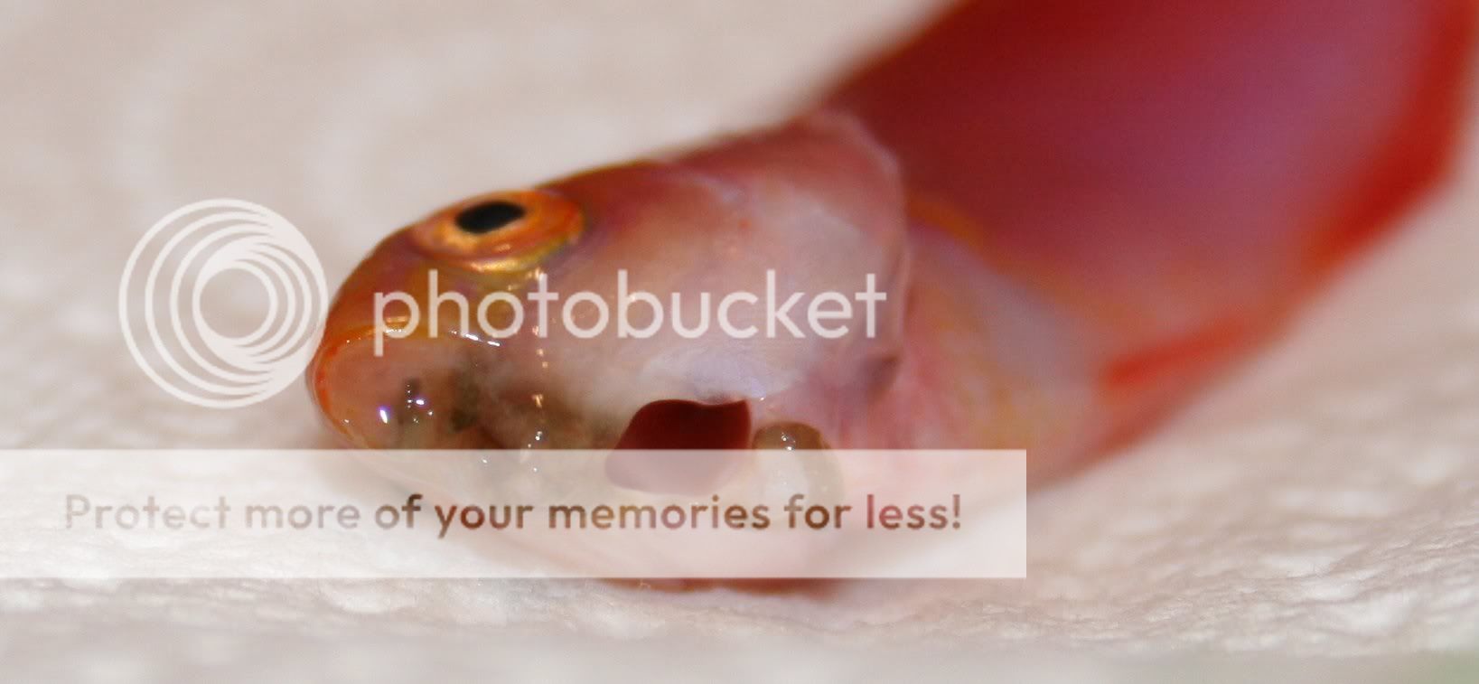 h flame wrasse fin / gill rot?? help ID, PLEASE!!! | Reef2Reef