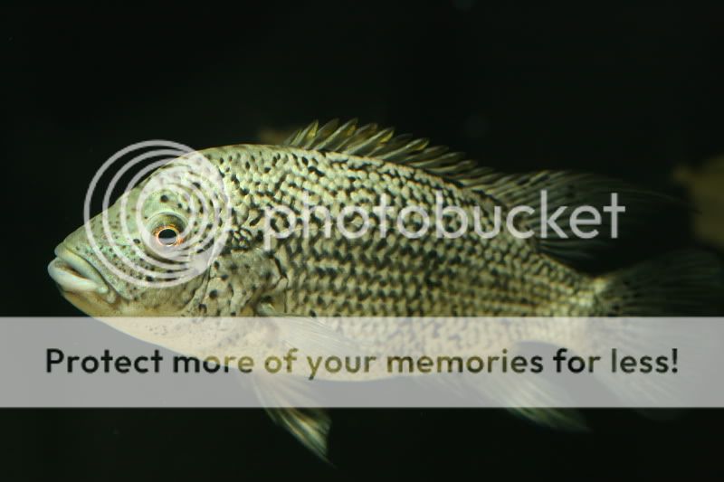 Haitiensis and clean up crew | Cichlid Fish Forum