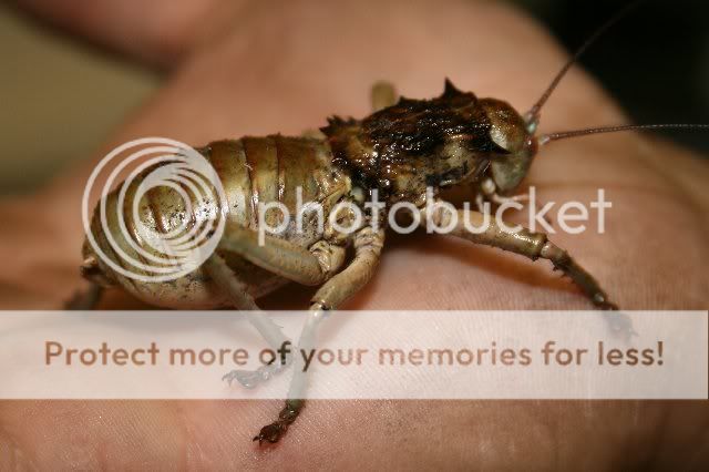 armoured Ground Cricket (Acanthoplus discoidalis) | Reptile Forums