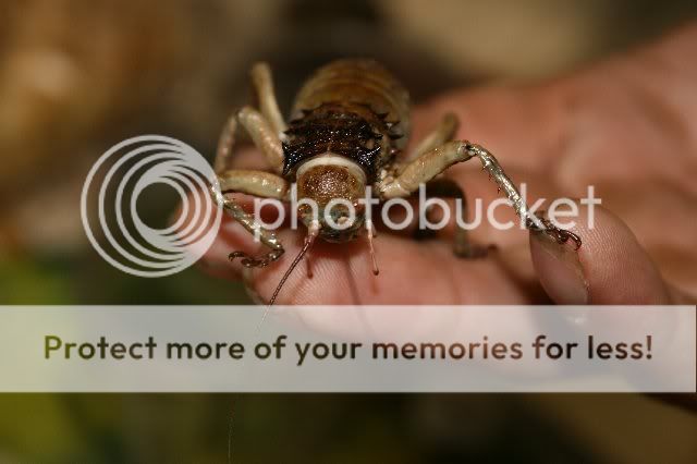 armoured Ground Cricket (Acanthoplus discoidalis) | Reptile Forums