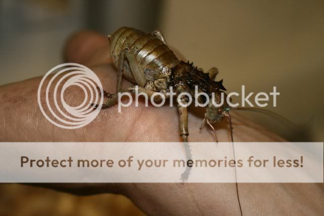 armoured Ground Cricket (Acanthoplus discoidalis) | Reptile Forums