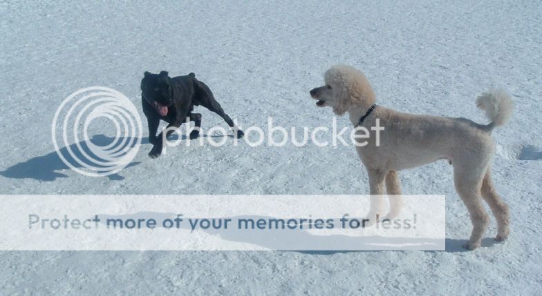 Pictures of undocked poodle tails | Poodle Forum