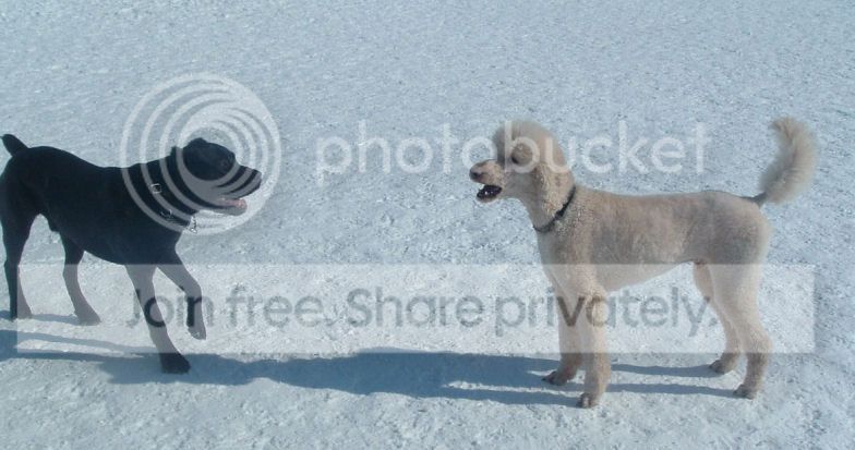 Pictures of undocked poodle tails | Poodle Forum