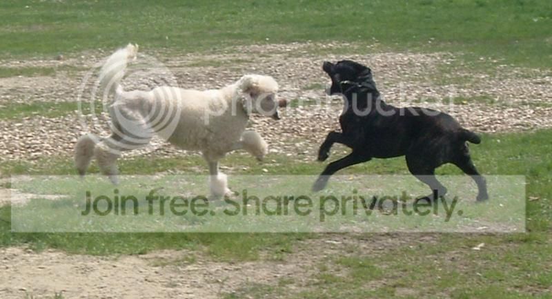 Pictures of undocked poodle tails | Poodle Forum