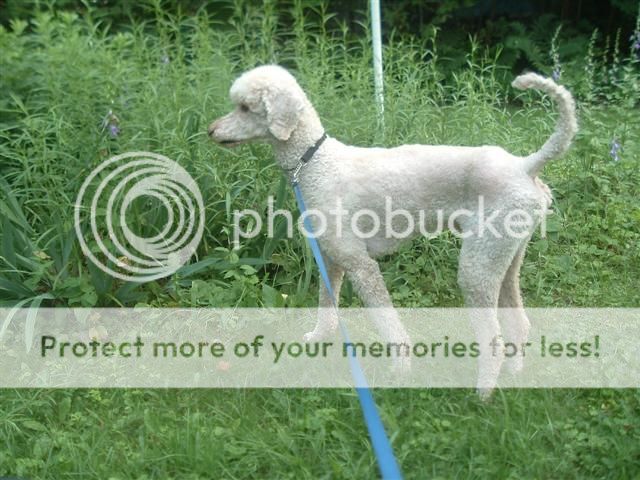 Pictures of undocked poodle tails | Poodle Forum
