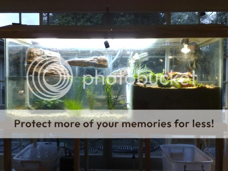 New water dragon/ water monitor enclosure!! | Aussie Pythons & Snakes Forum