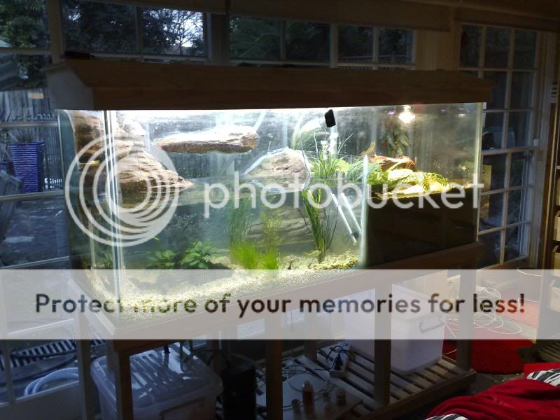 New water dragon/ water monitor enclosure!! | Aussie Pythons & Snakes Forum