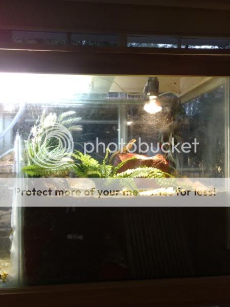 New water dragon/ water monitor enclosure!! | Aussie Pythons & Snakes Forum