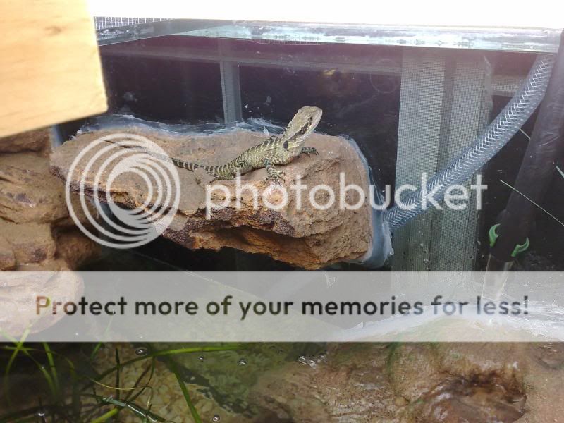 New water dragon/ water monitor enclosure!! | Aussie Pythons & Snakes Forum