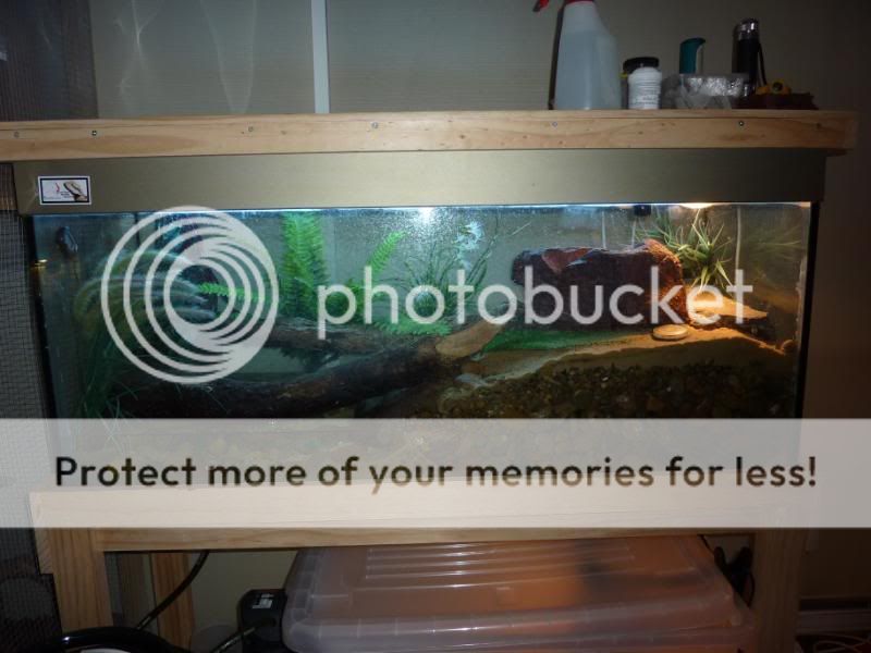 New water dragon/ water monitor enclosure!! | Aussie Pythons & Snakes Forum