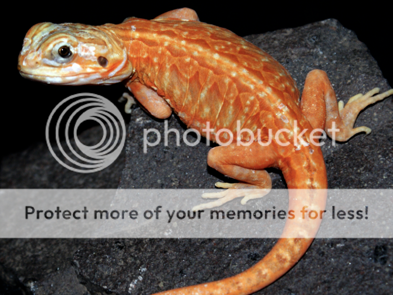 AMAZING Beardies? or crazy inbred freaks?? | Aussie Pythons & Snakes Forum