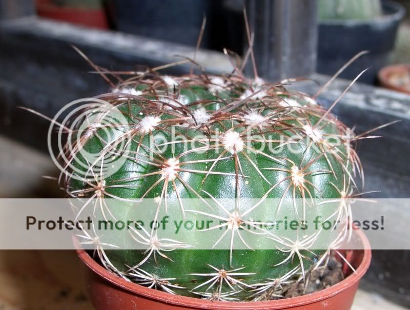 Few more cactus to id, please... - CactiGuide.com